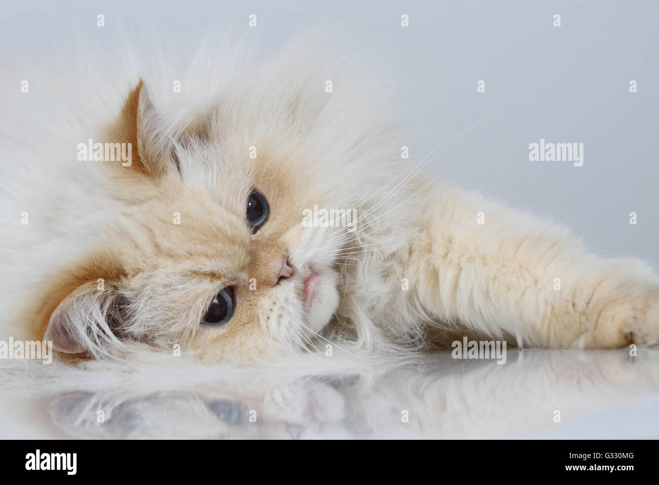 Red persian cat hi-res stock photography and images - Alamy