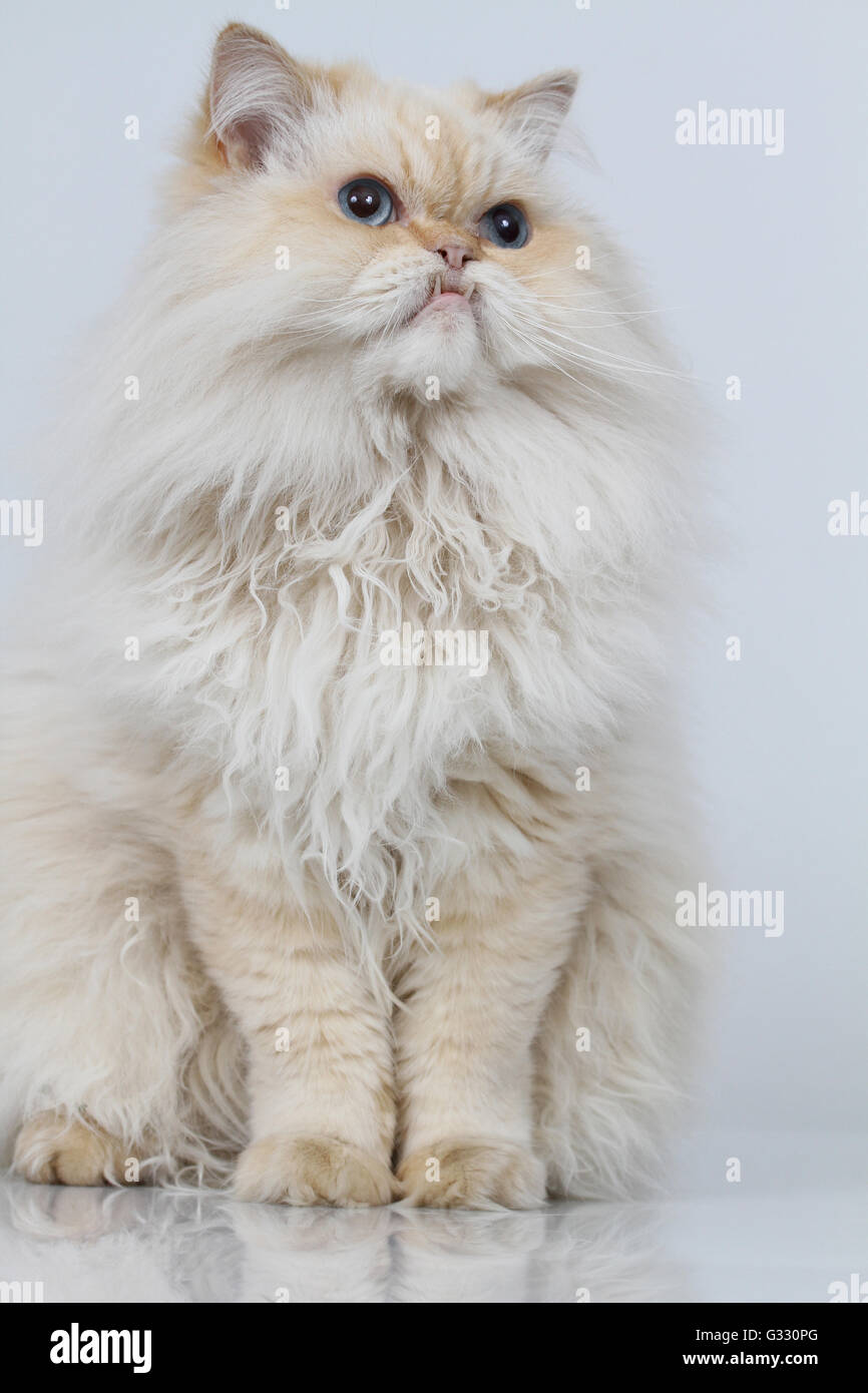 Red colour hi-res stock photography and images - Alamy