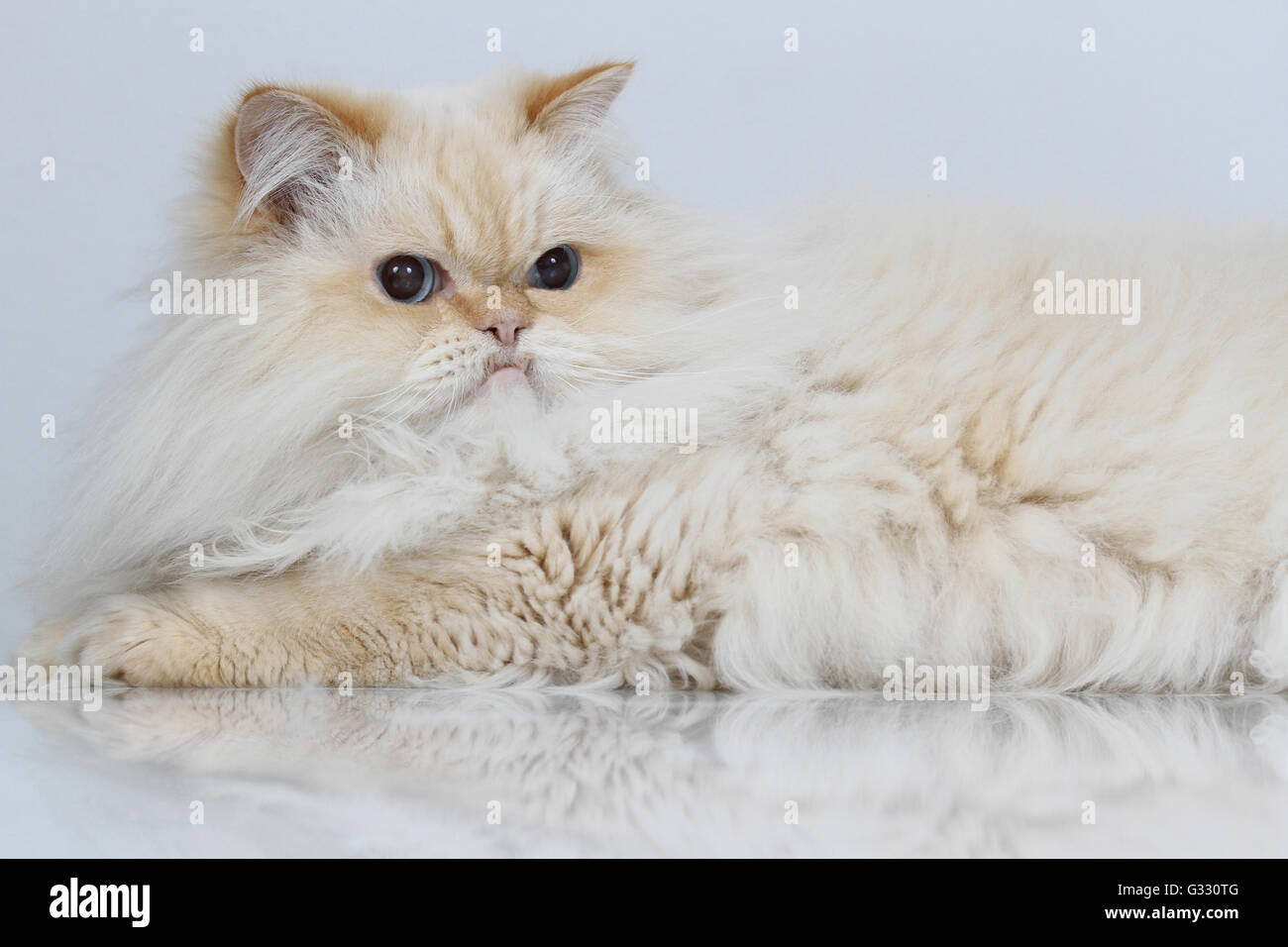 Playful persian cat hi-res stock photography and images - Alamy