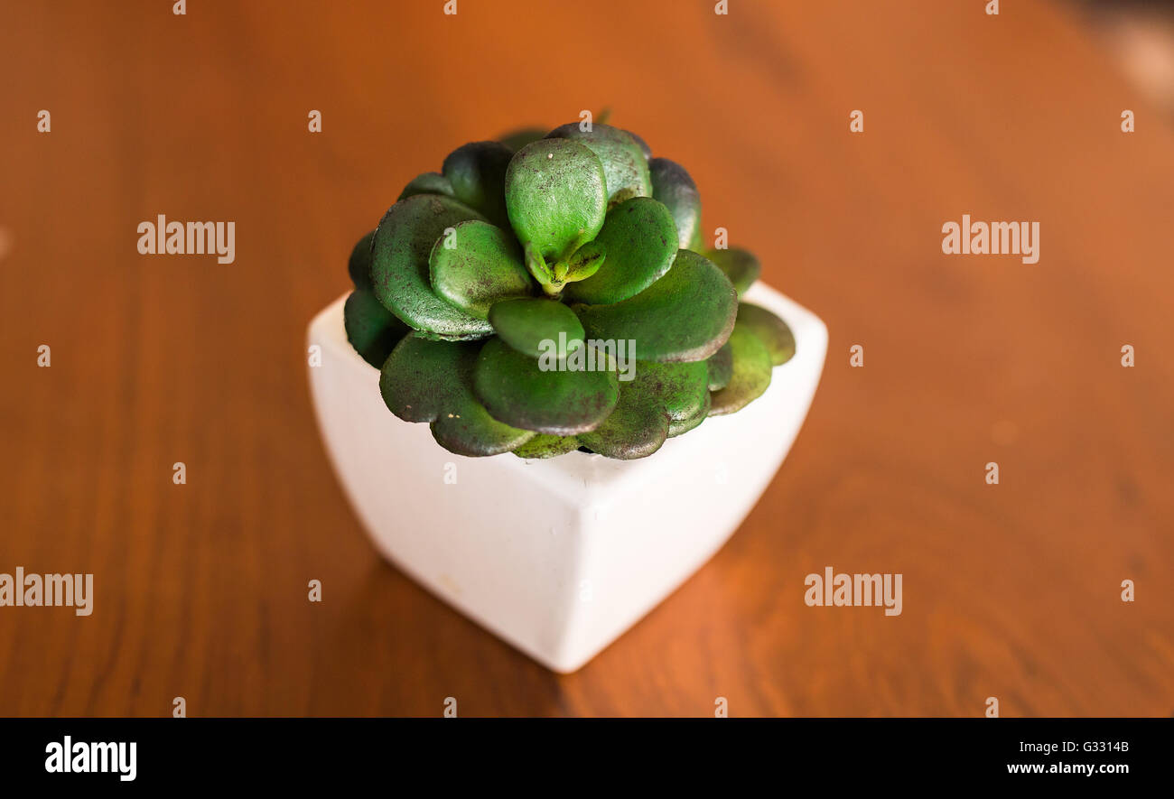 Potted plants on wooden table Stock Photo - Alamy