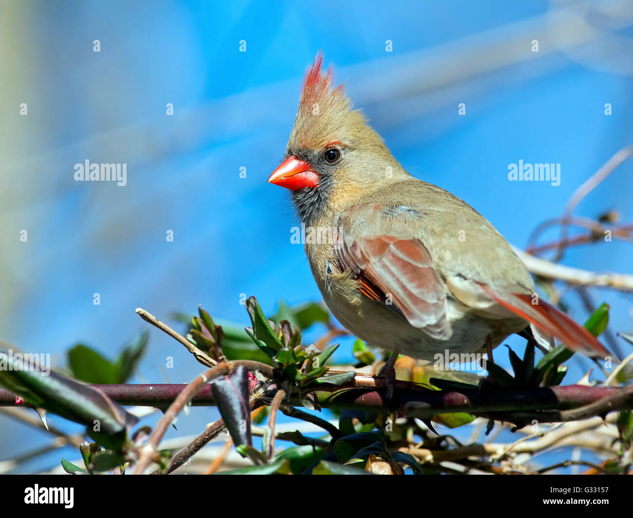 Female Northern Cardinal Stock Photo - Alamy