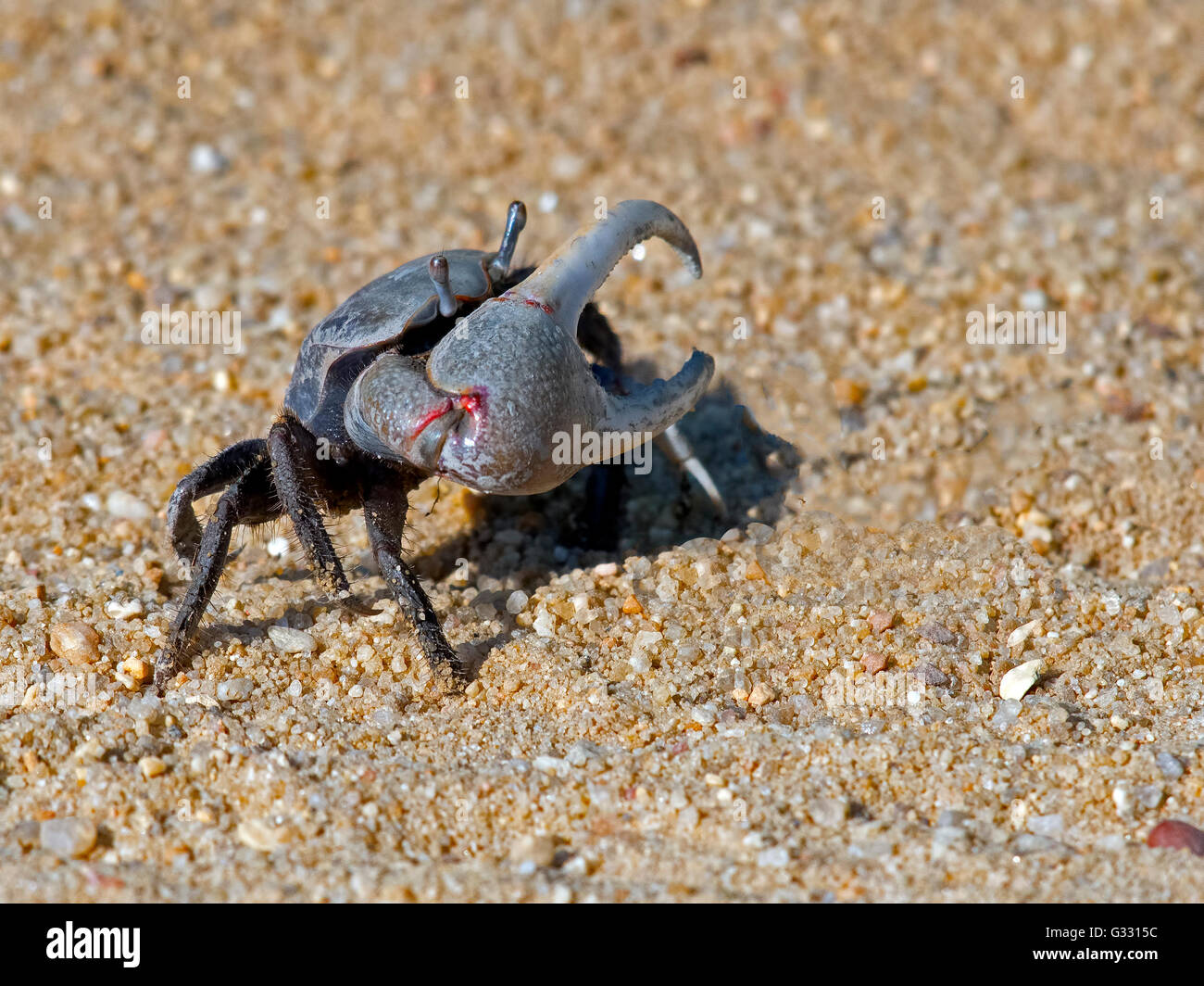 Fiddler crab hi-res stock photography and images - Alamy