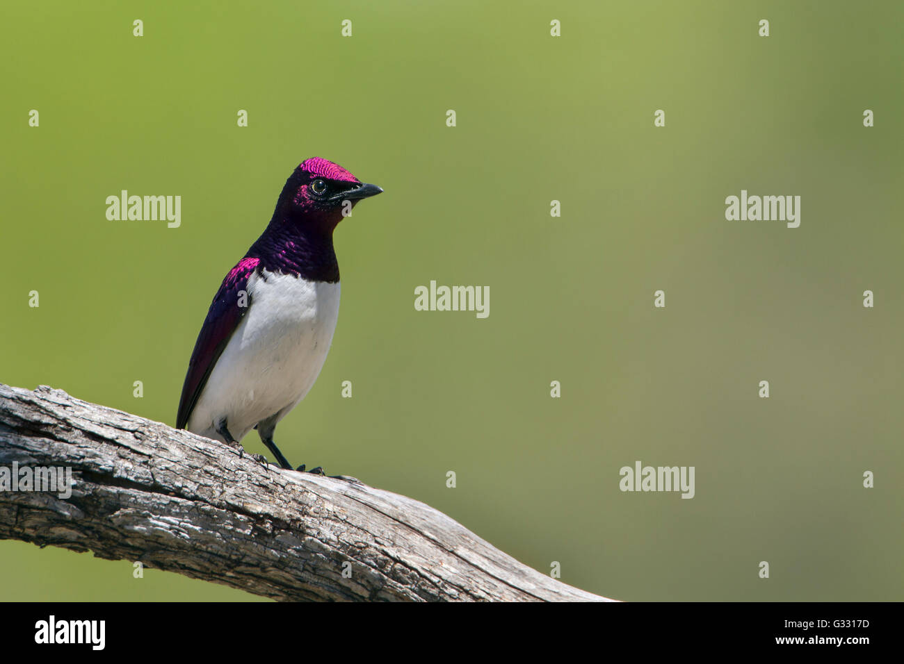 Plum coloured starling hi-res stock photography and images - Alamy