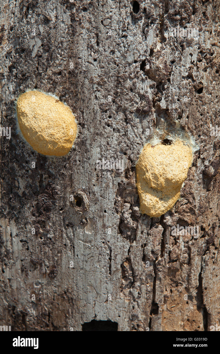 Insect nests hi-res stock photography and images - Alamy