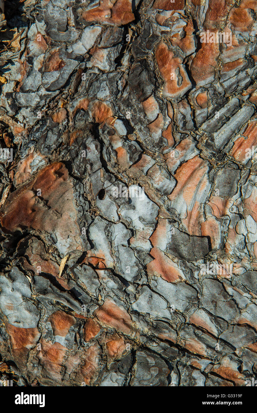 Bark colors hi-res stock photography and images - Alamy