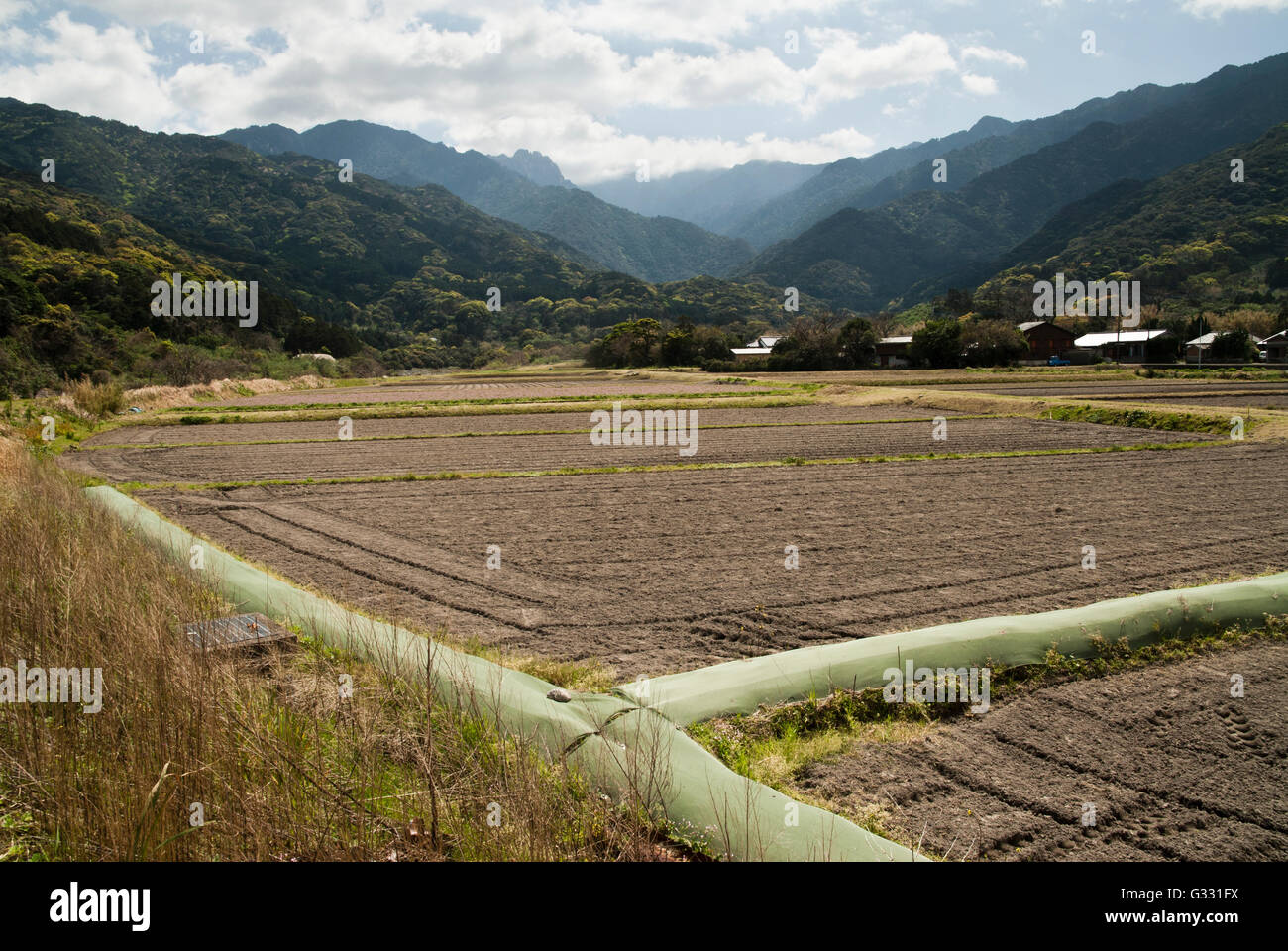 Rice field in sunny day in Yakushima (Kyushu, Japan Stock Photo - Alamy