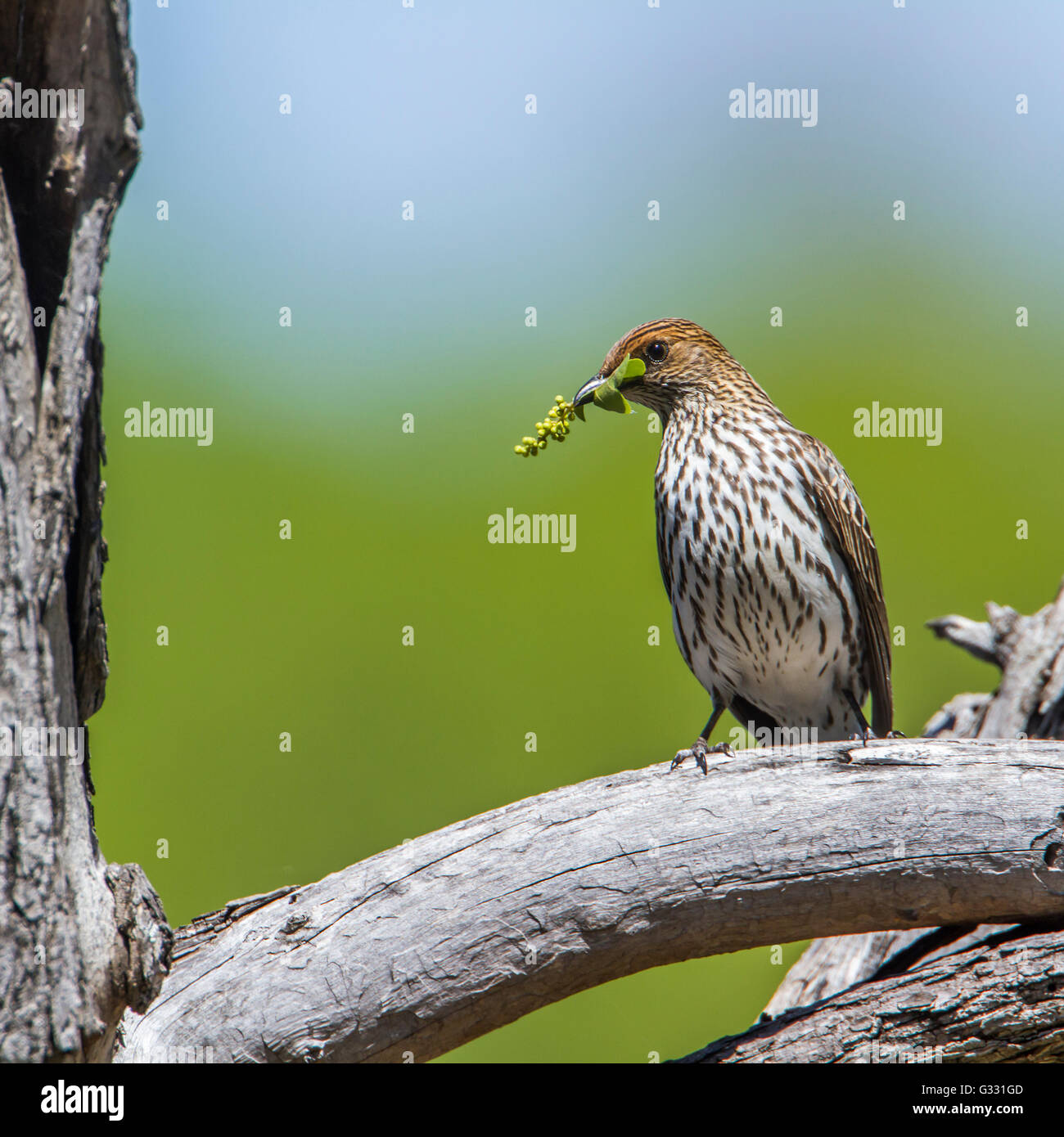 Plum coloured starling hi-res stock photography and images - Alamy