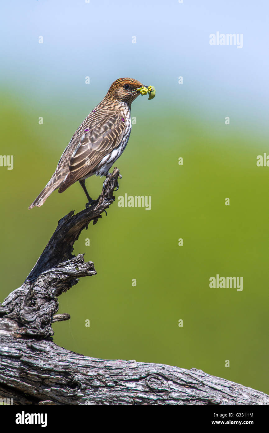 Plum coloured starling hi-res stock photography and images - Alamy