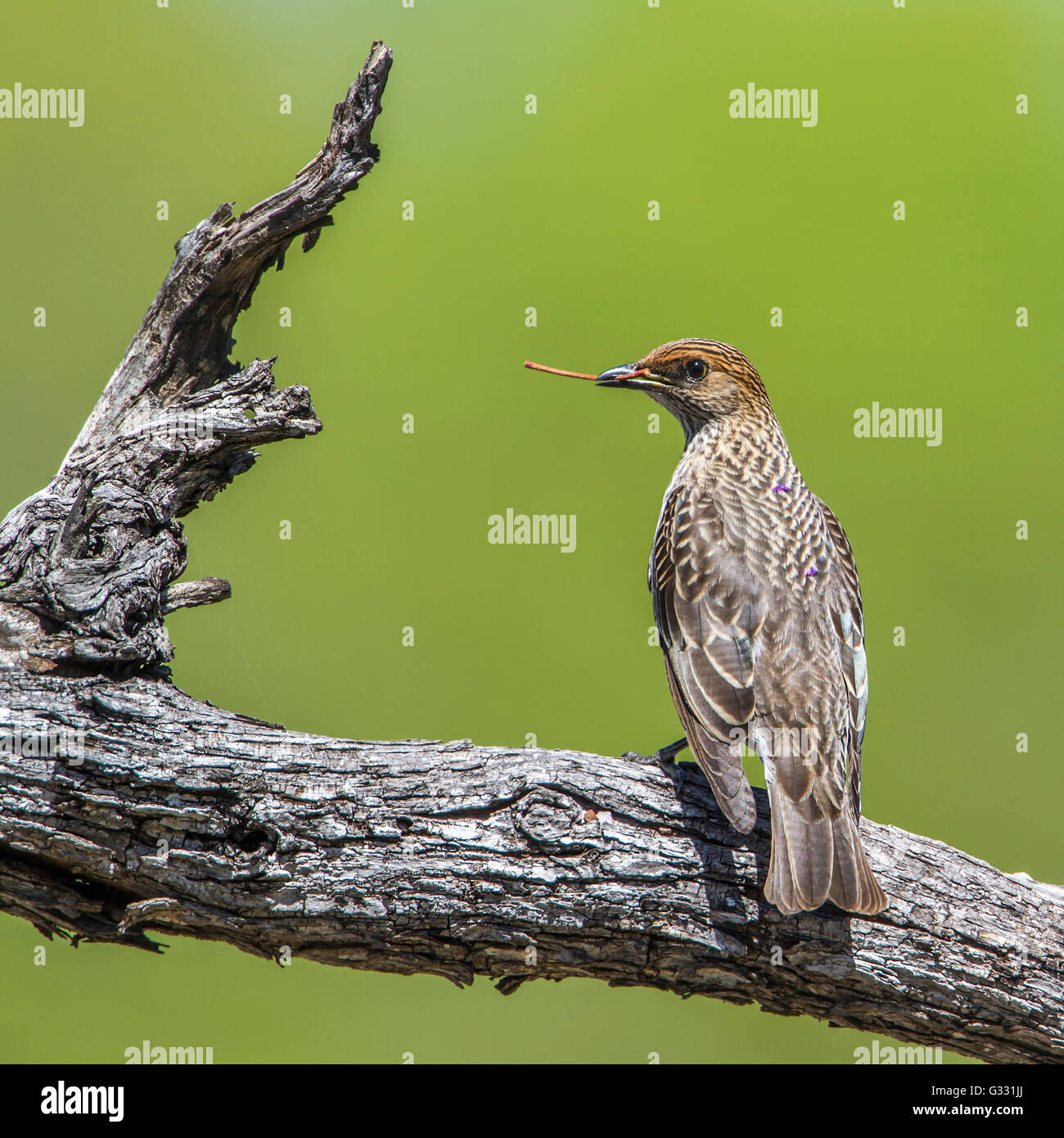 Plum coloured starling hi-res stock photography and images - Alamy