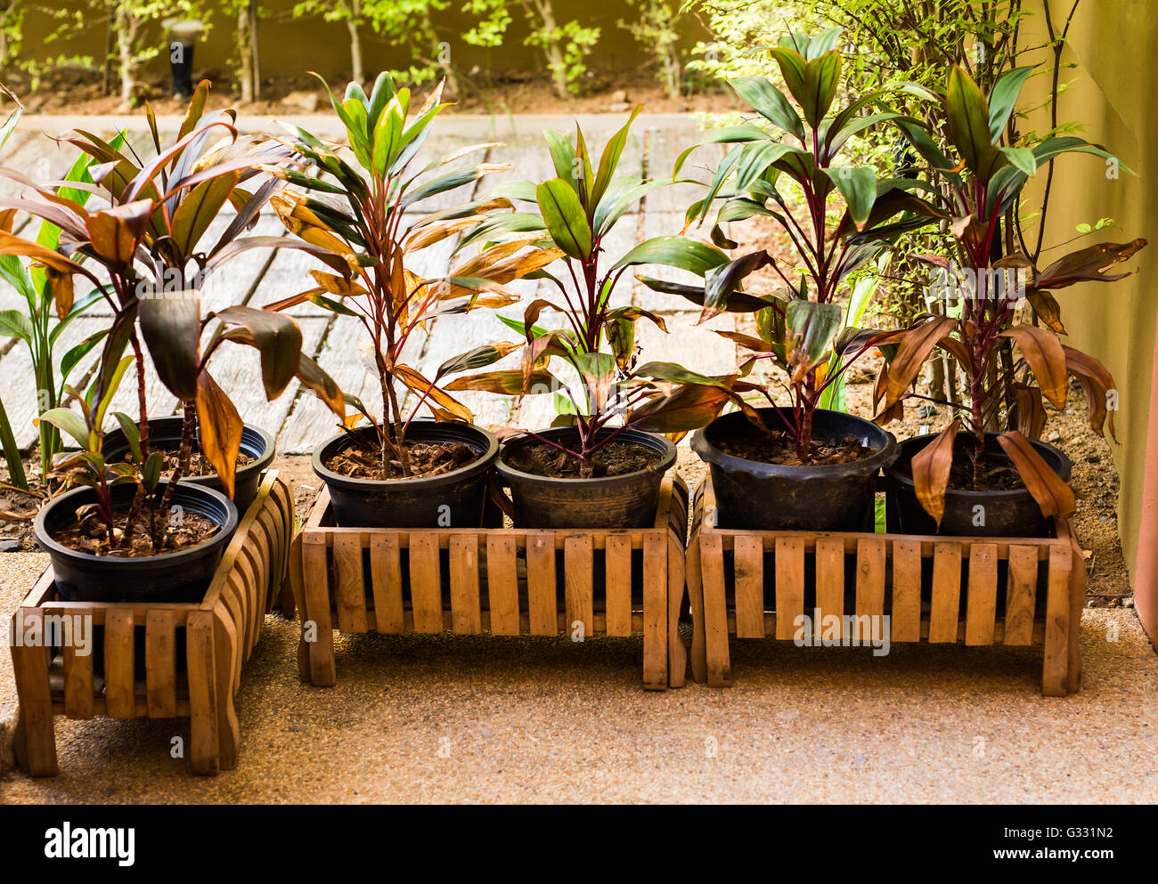 Green potted plants Stock Photo - Alamy