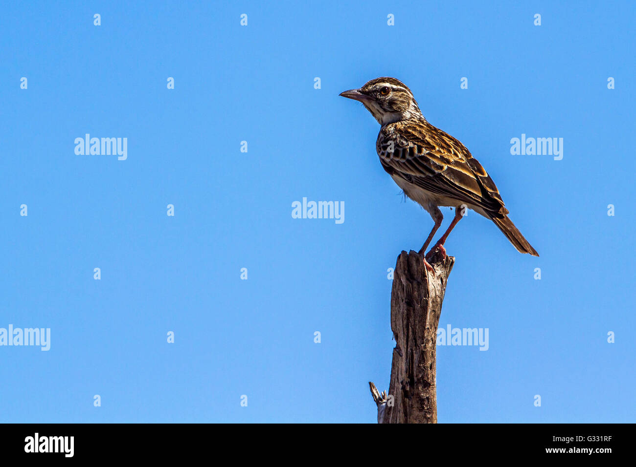Sabota lark in Kruger national park, South Africa ; Specie Calendulauda ...