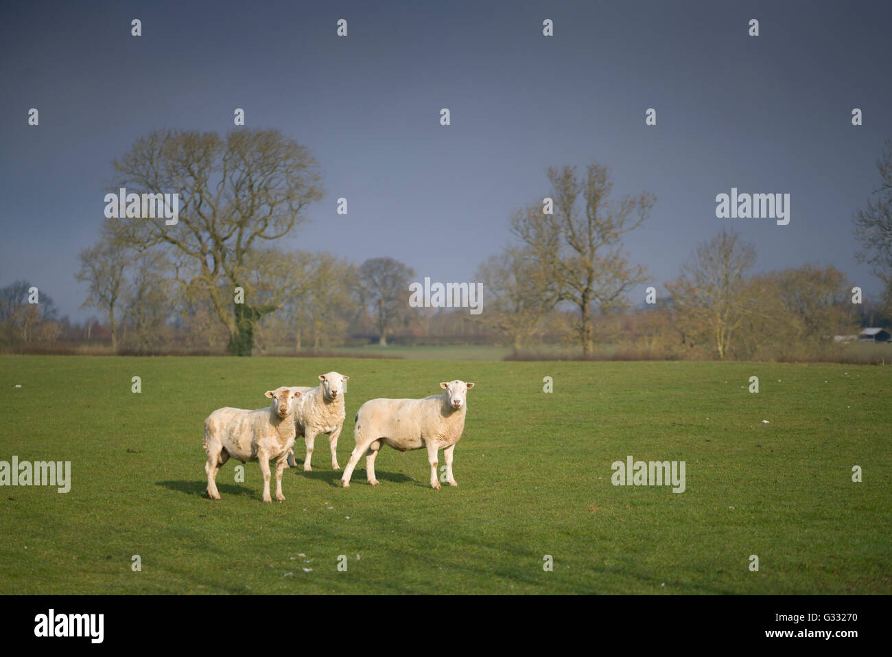 March of the sheep hi-res stock photography and images - Alamy