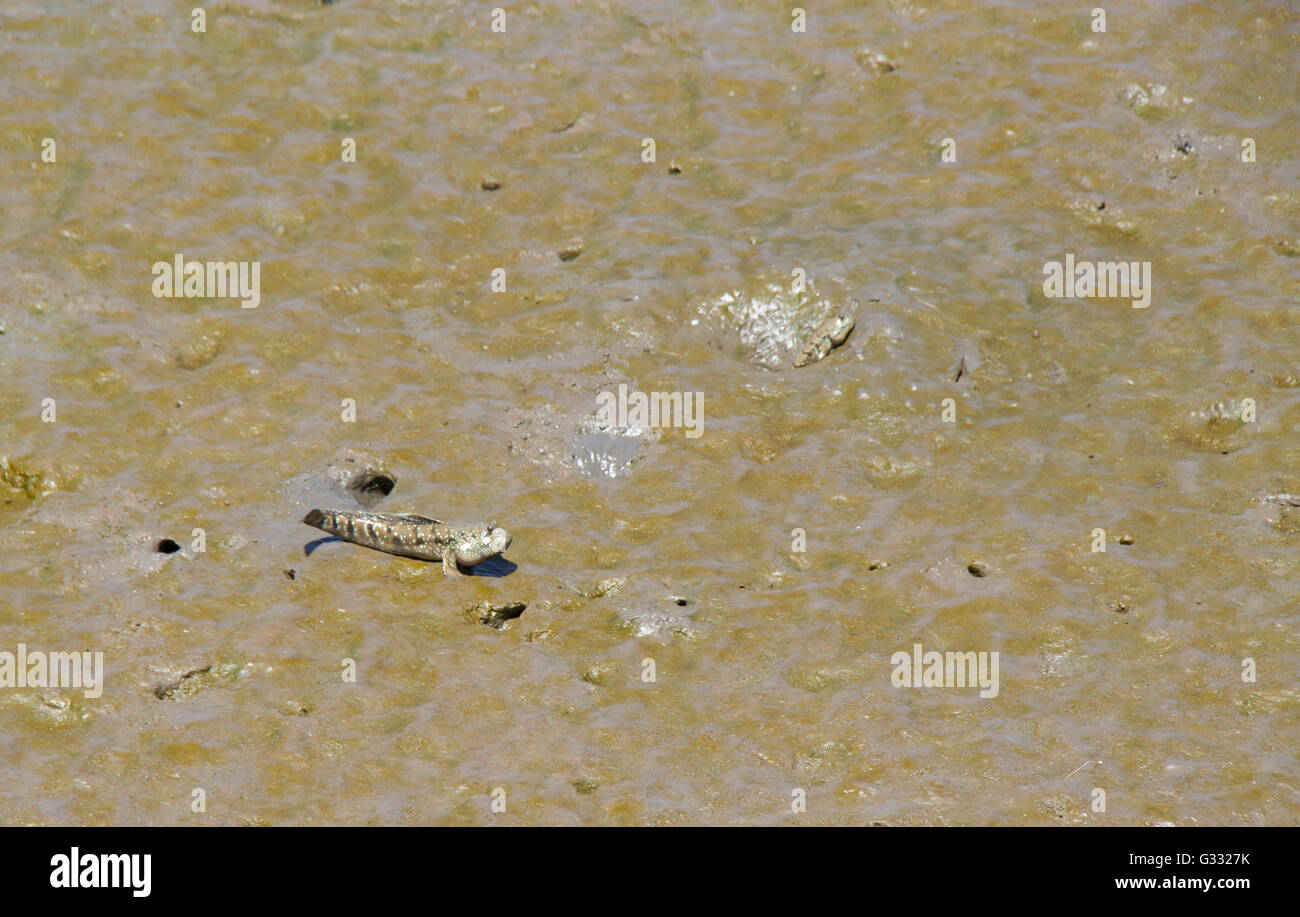 mudskipper : amphibious fishes, presently included in the subfamily ...