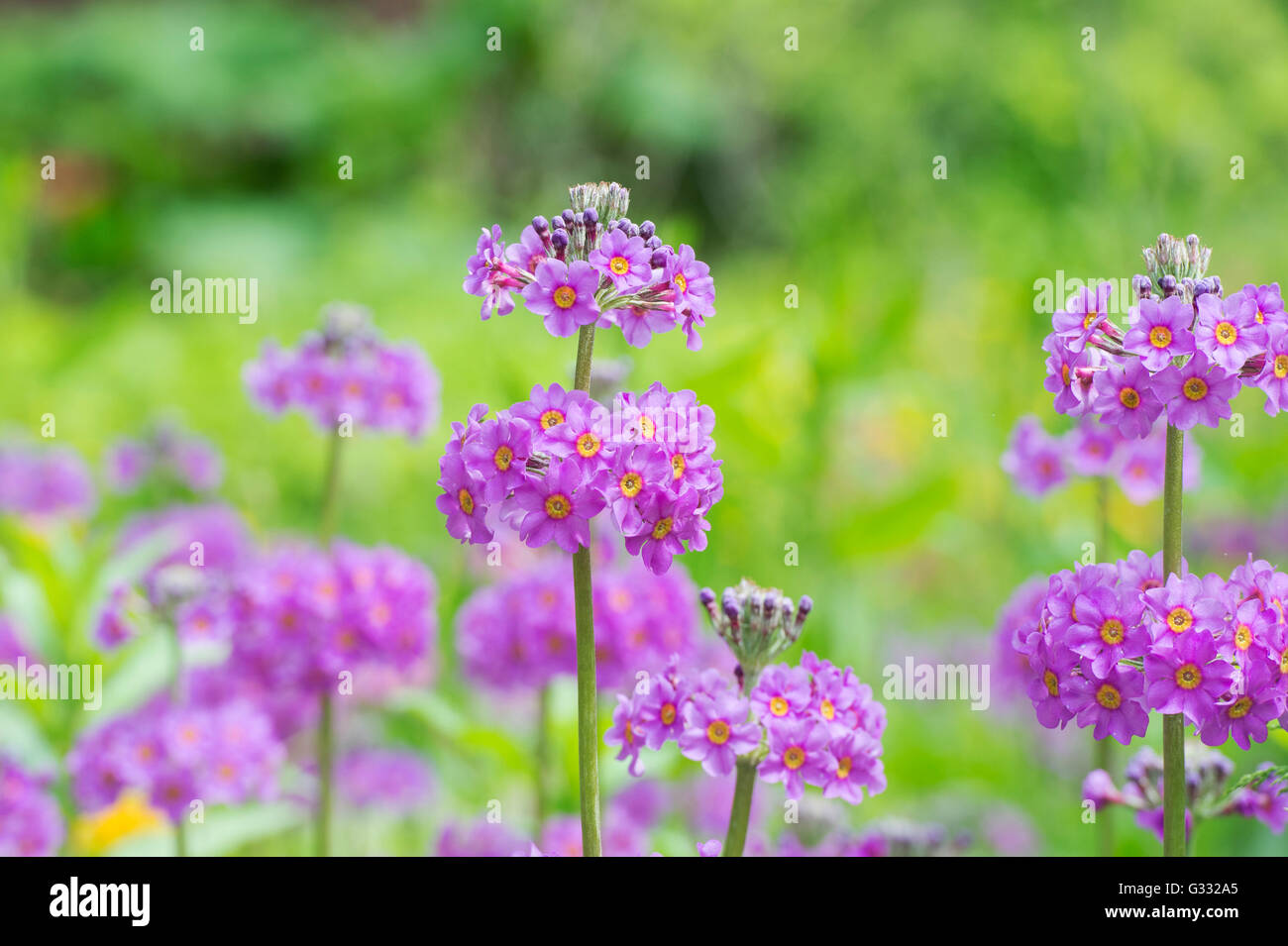 Primula Beesiana. Candelabra Primrose. Candelabra Primula flowers Stock ...