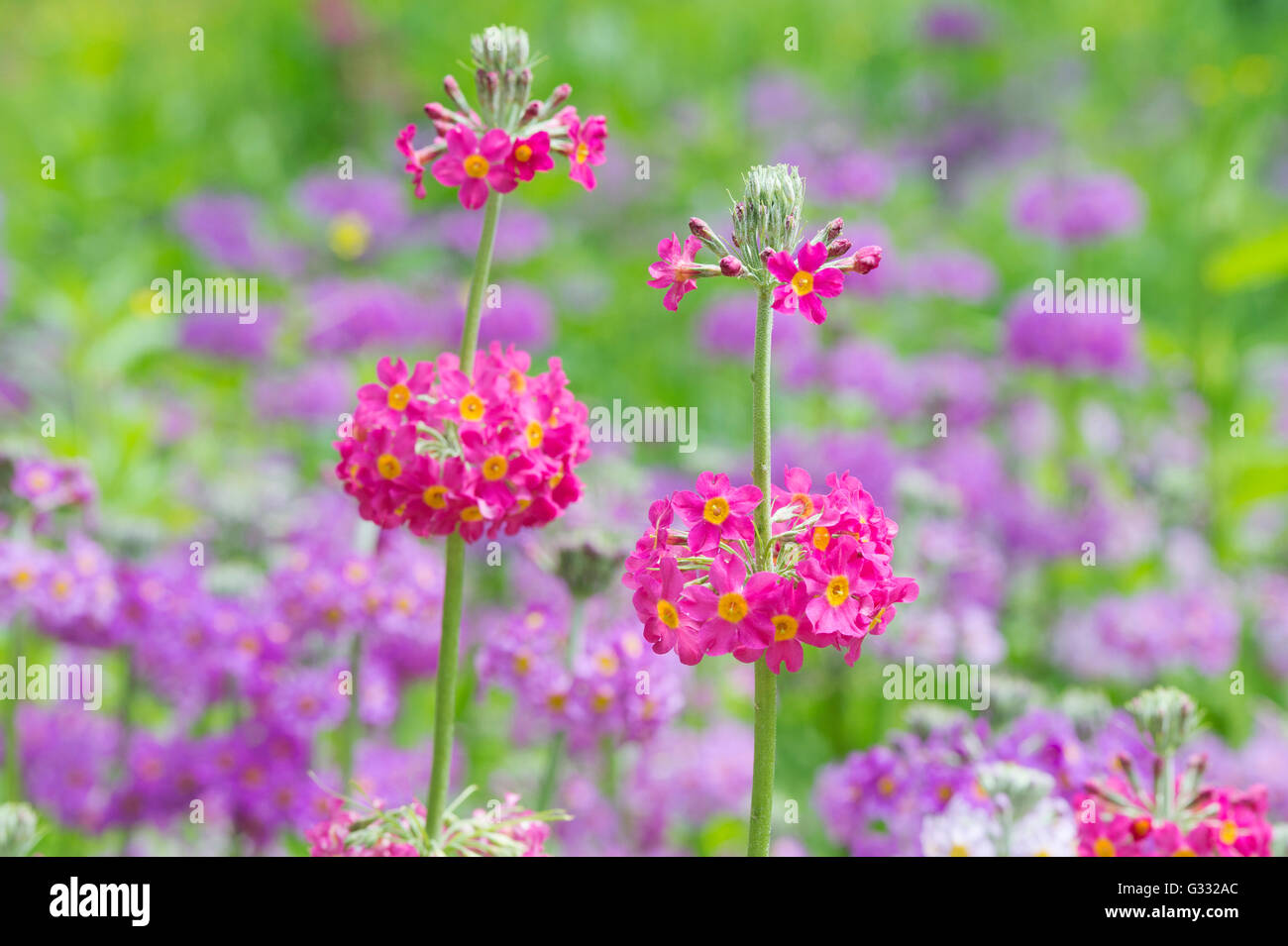 Primula Beesiana. Candelabra Primrose. Candelabra Primula flowers Stock ...