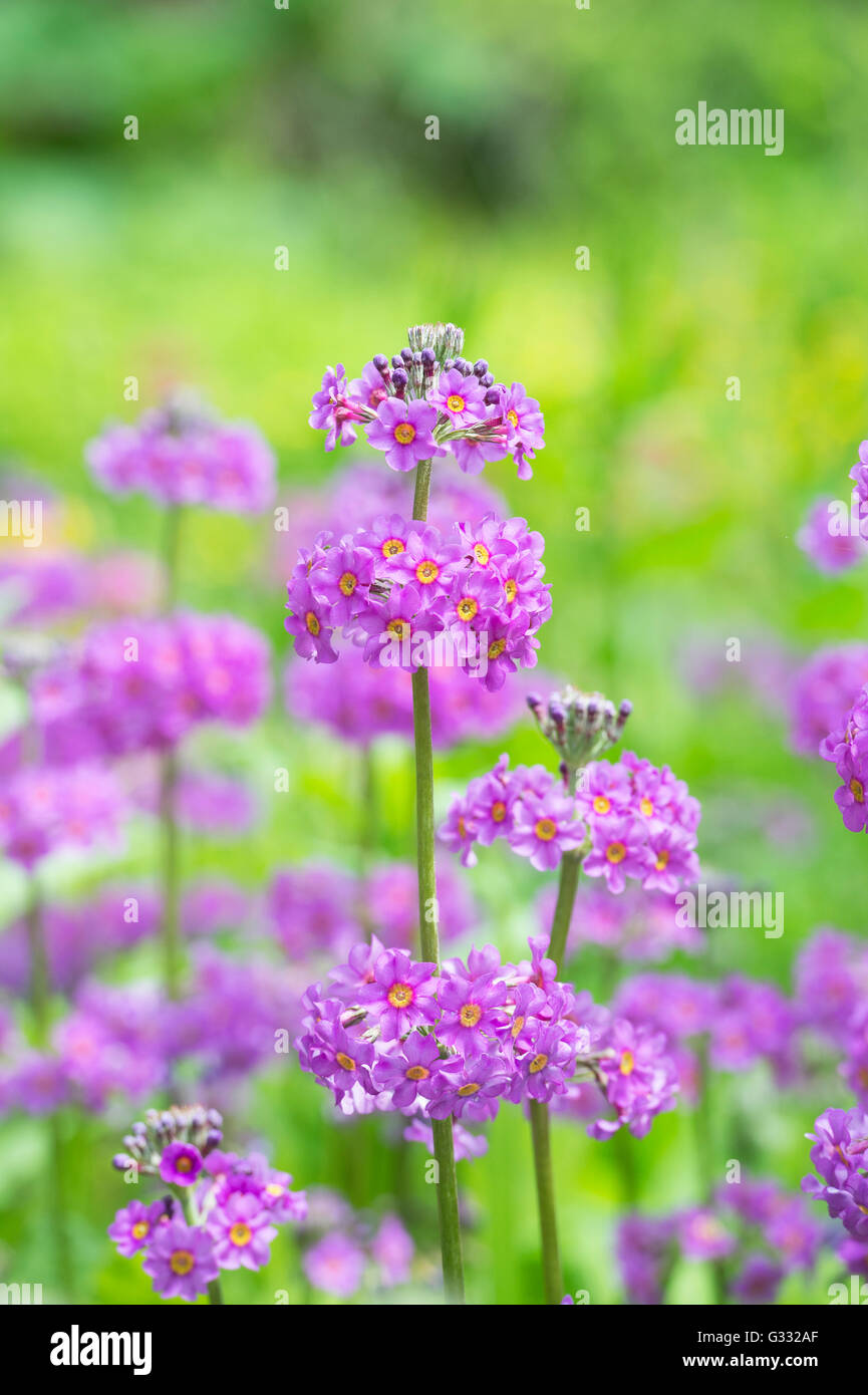 Primula Beesiana. Candelabra Primrose. Candelabra Primula flowers Stock ...