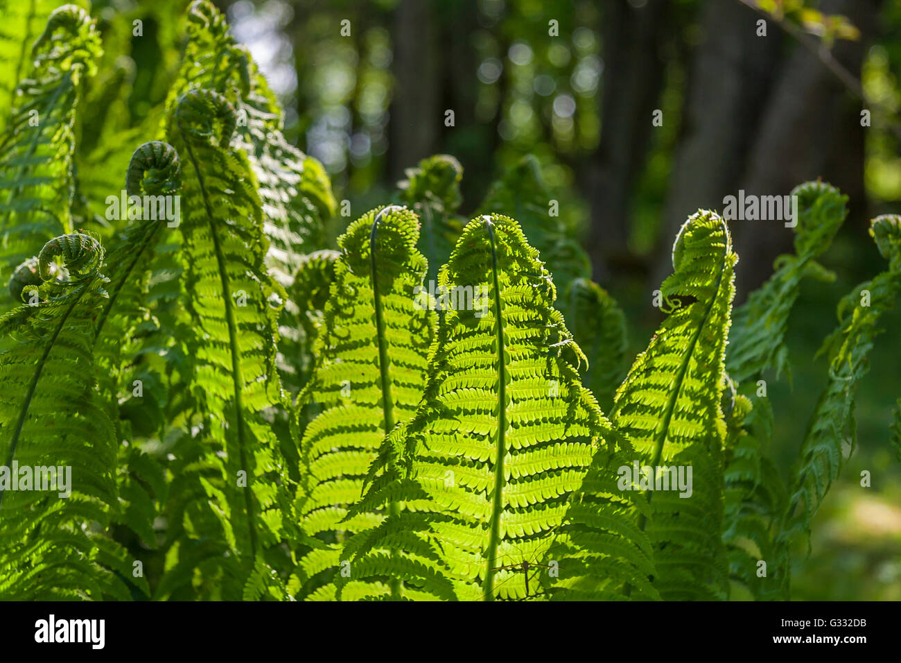 Fresh Spring Fern Stock Photo - Alamy