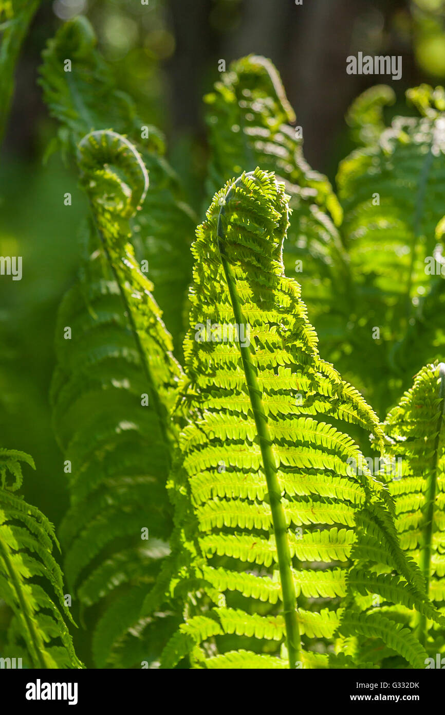 Fresh spring flower hi-res stock photography and images - Alamy