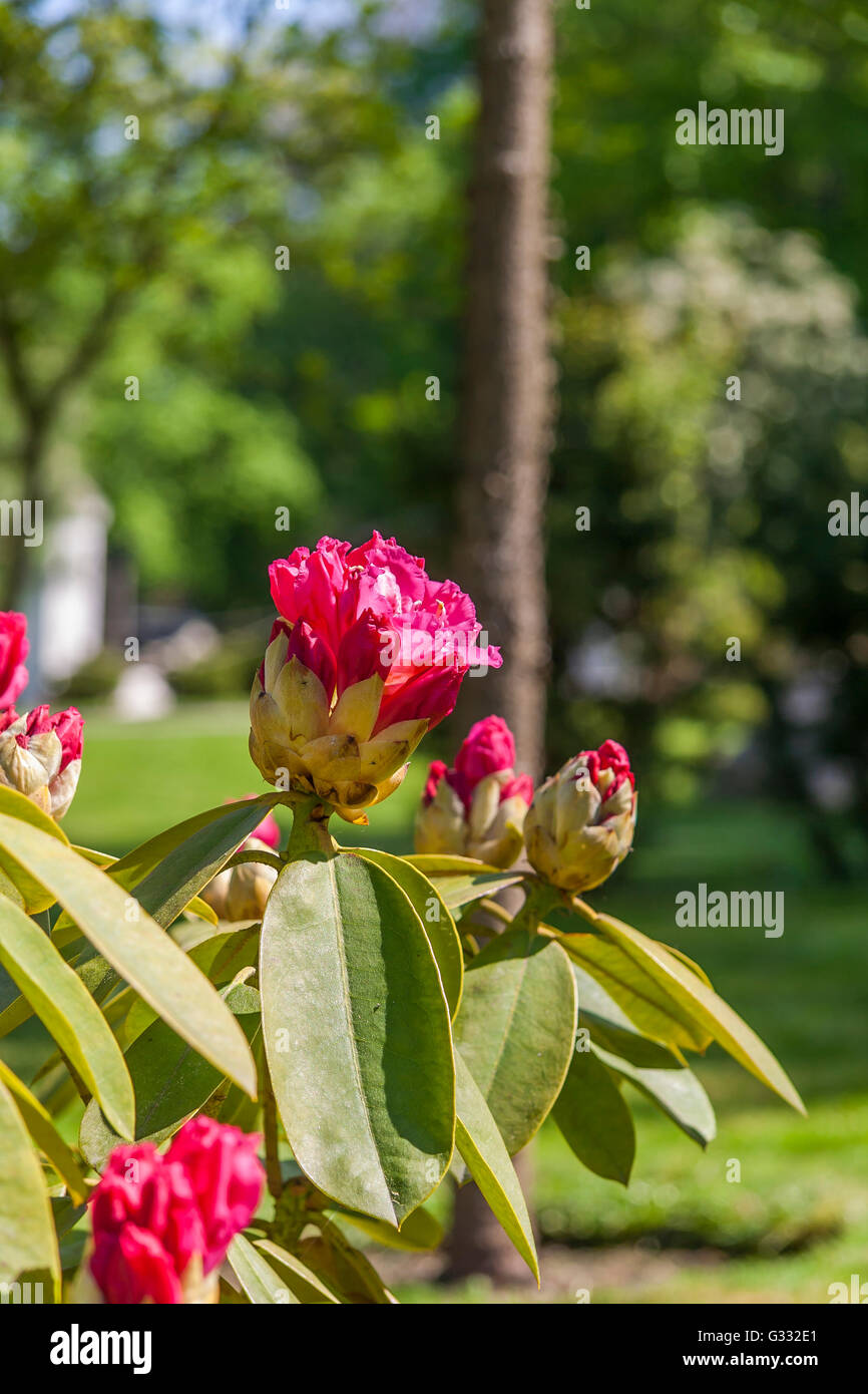 Red Spring Flowers Stock Photo - Alamy