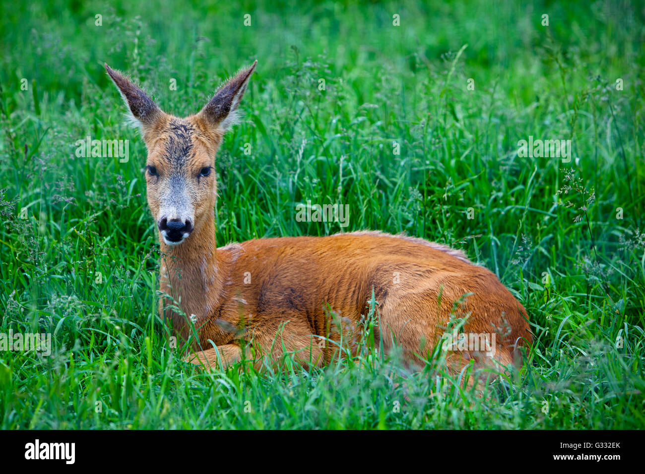 Roe Deer laying in the grass Stock Photo - Alamy