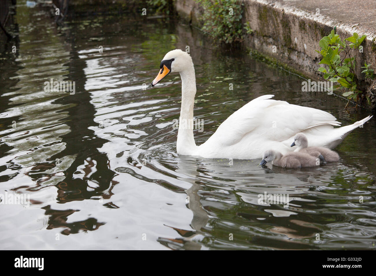 Young swan pair hi-res stock photography and images - Alamy