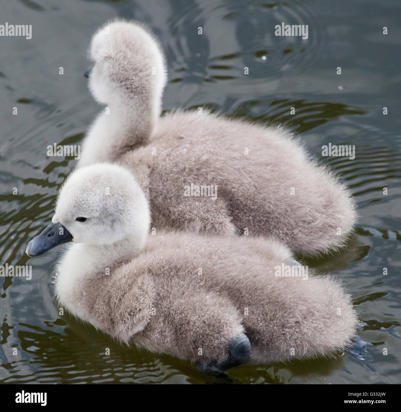 pair of signets Stock Photo - Alamy