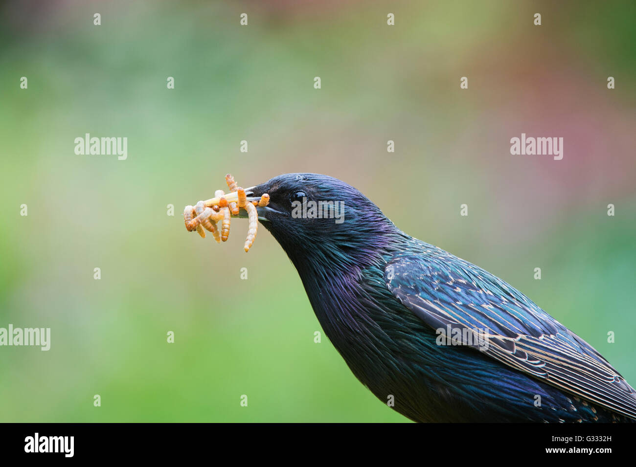 Starling with mealworms in beak hi-res stock photography and images - Alamy