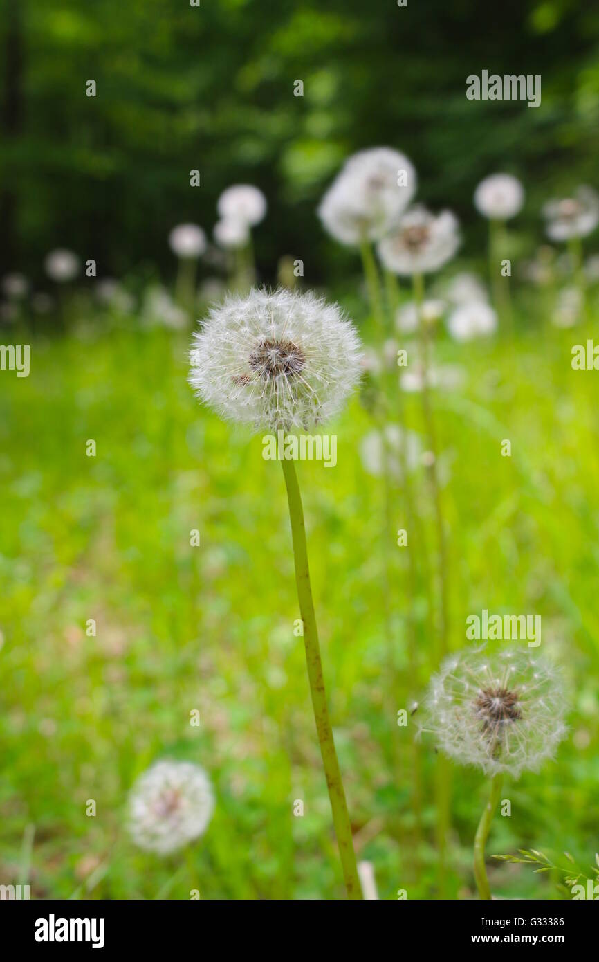 Naturegraphy hi-res stock photography and images - Alamy