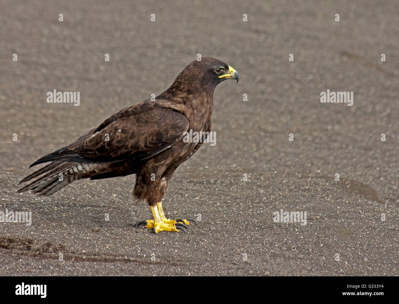 Galapagos Hawk standing, readying for flight Stock Photo - Alamy