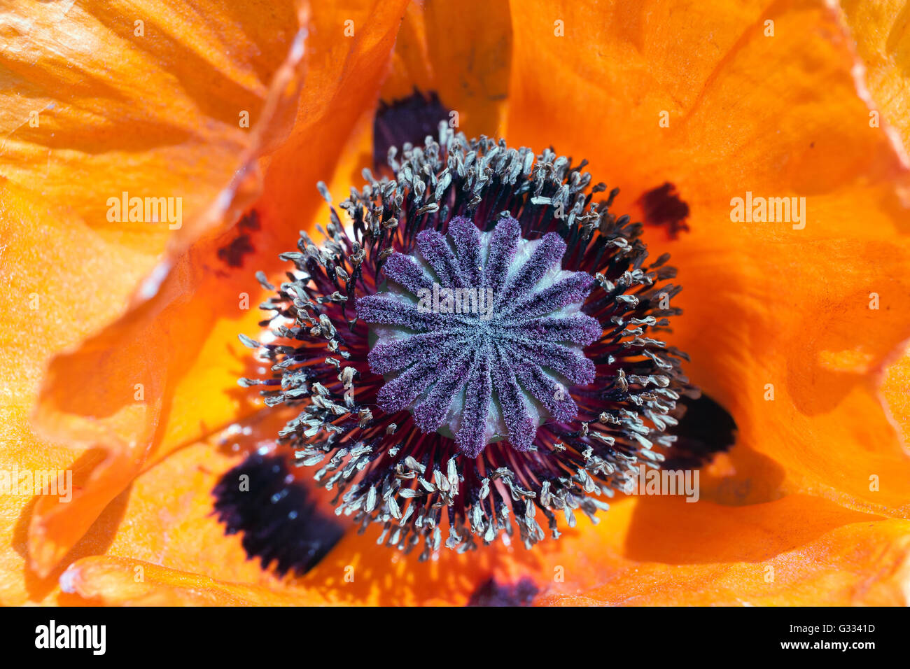 Beautiful single red poppy hi-res stock photography and images - Alamy