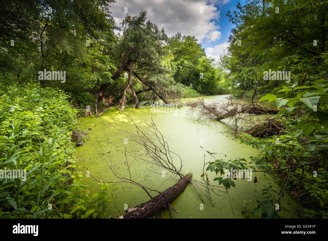 swamp in the forest Stock Photo - Alamy