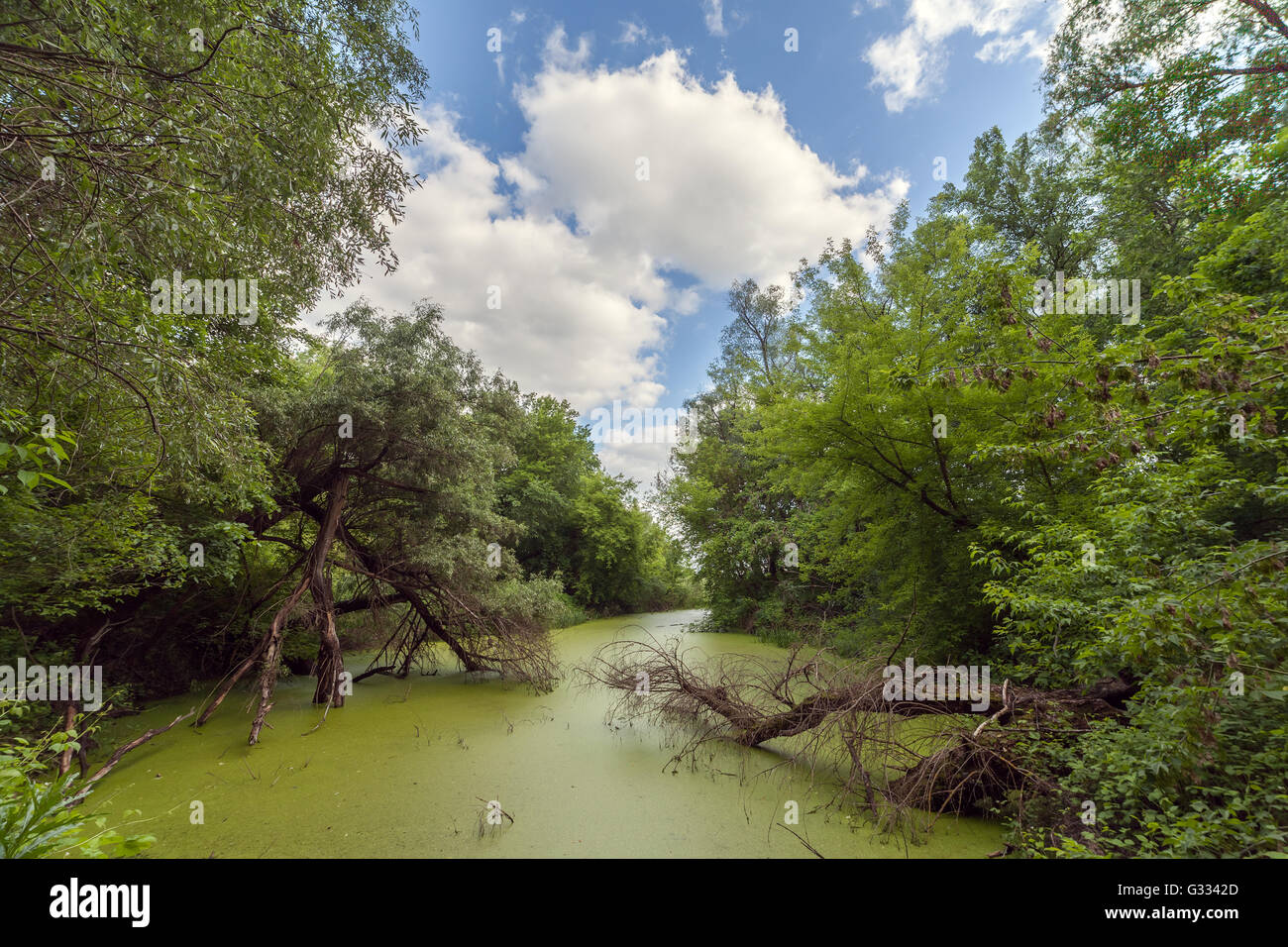 swamp in the forest Stock Photo - Alamy