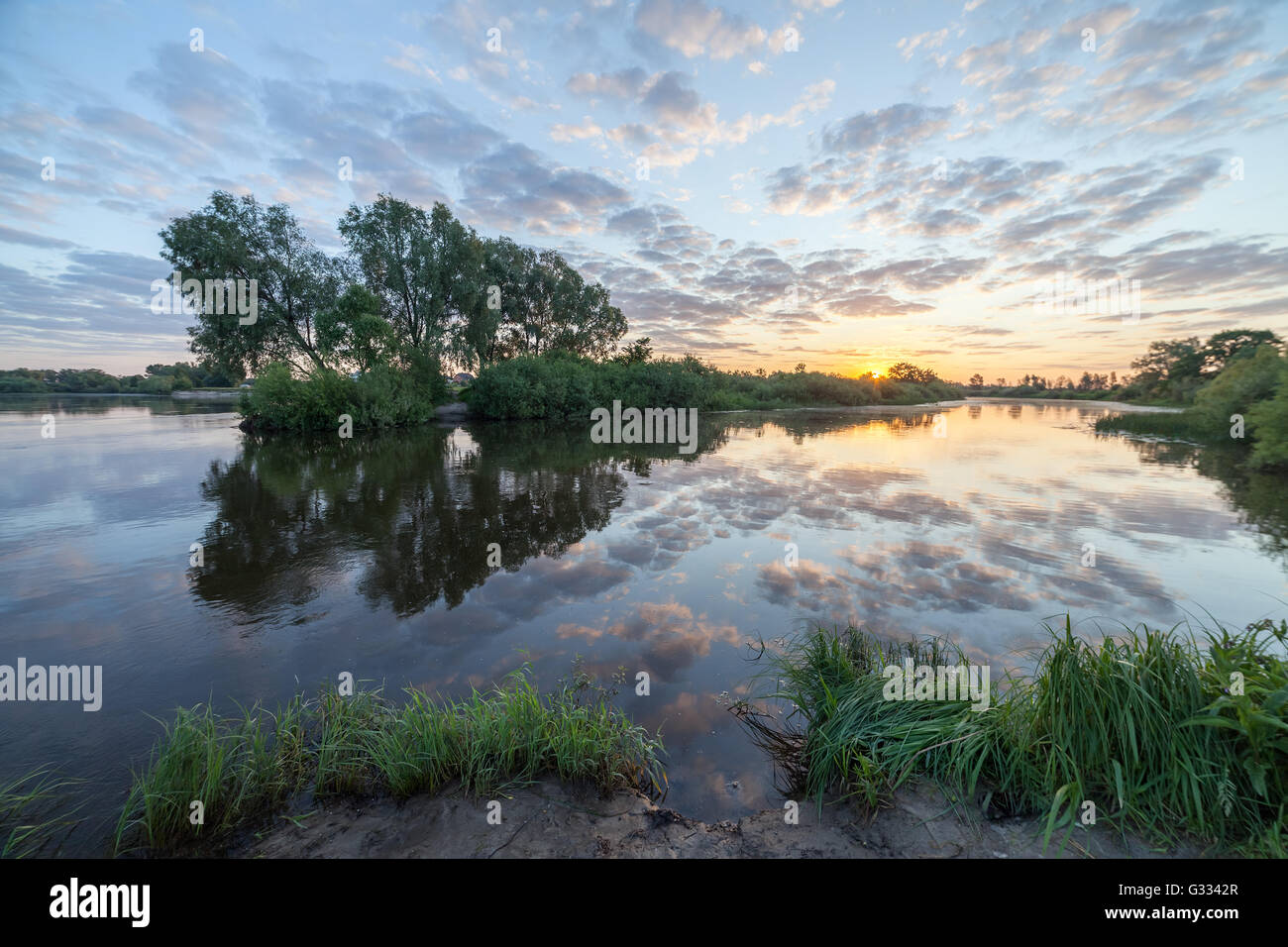 swamp in the forest Stock Photo - Alamy