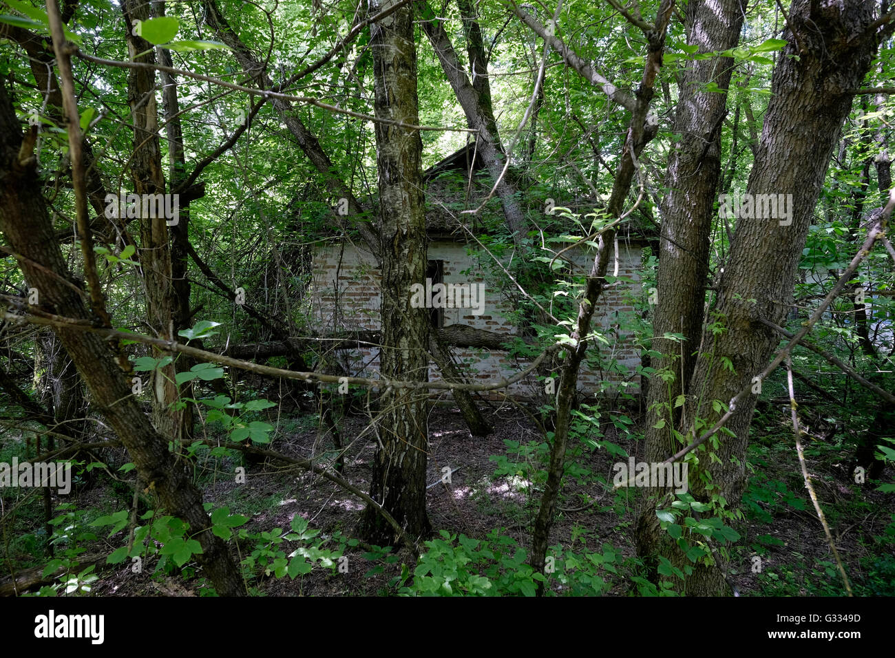 Trees and weeds encroach upon a crumbling house in the deserted village ...