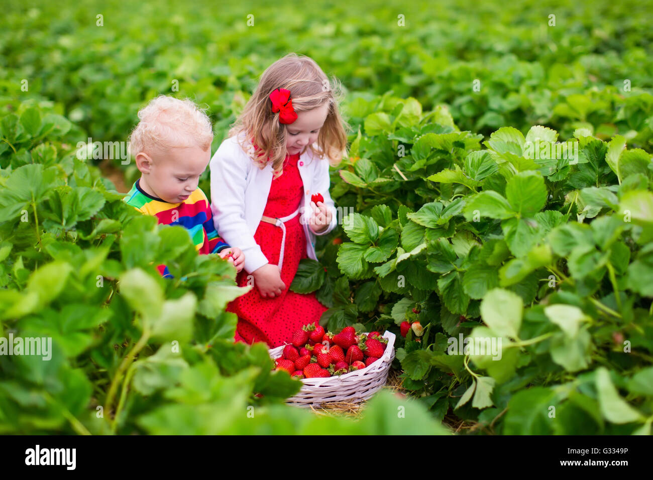 Children pick strawberries. Kids picking fruit on organic strawberry ...
