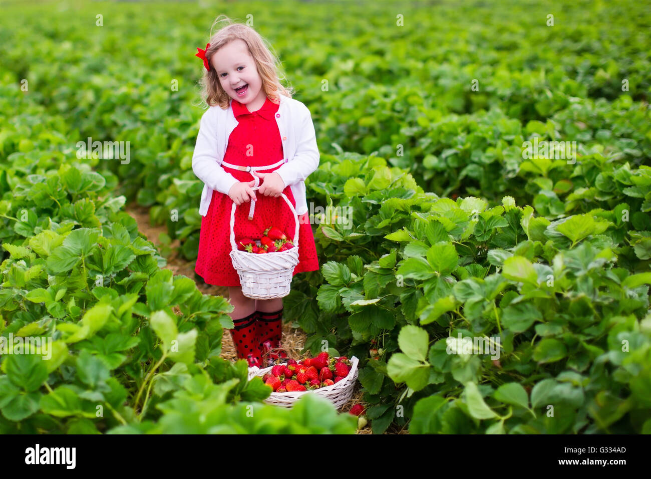 Child picking strawberries. Kids pick fresh fruit on organic strawberry ...