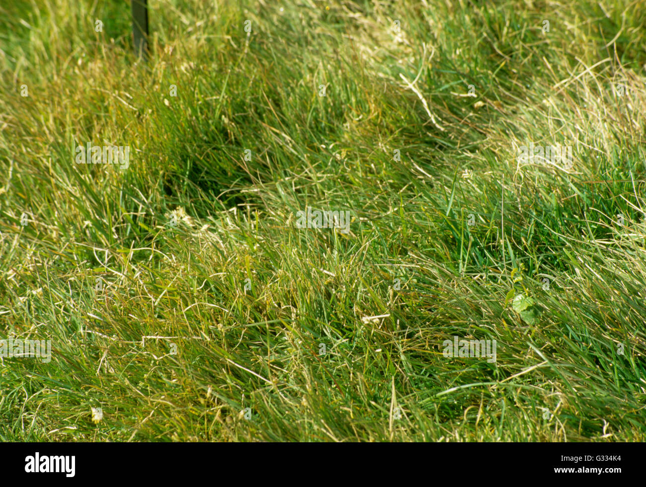 Buchloe dactyloides hi-res stock photography and images - Alamy