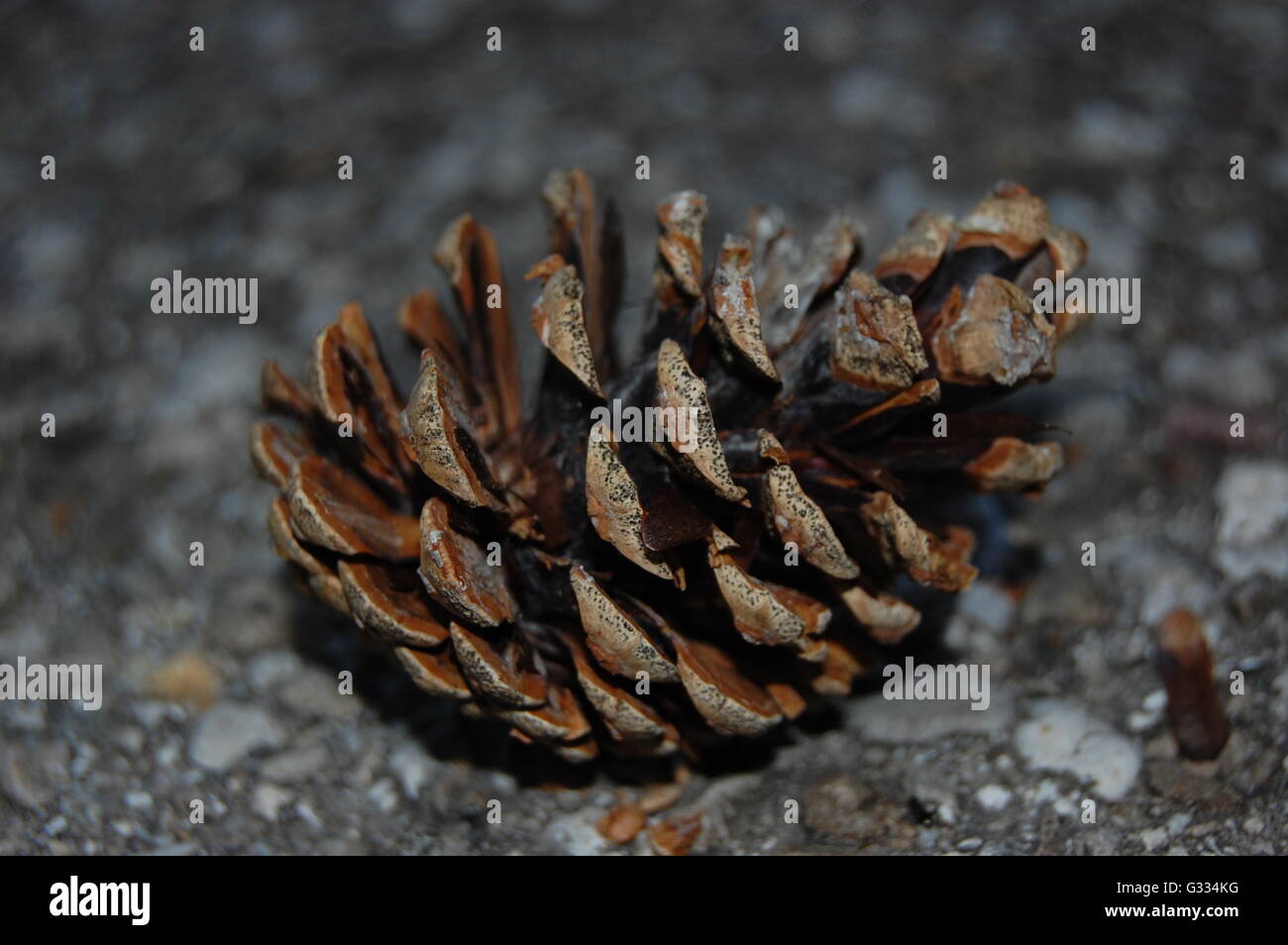 Pinecone hi-res stock photography and images - Alamy