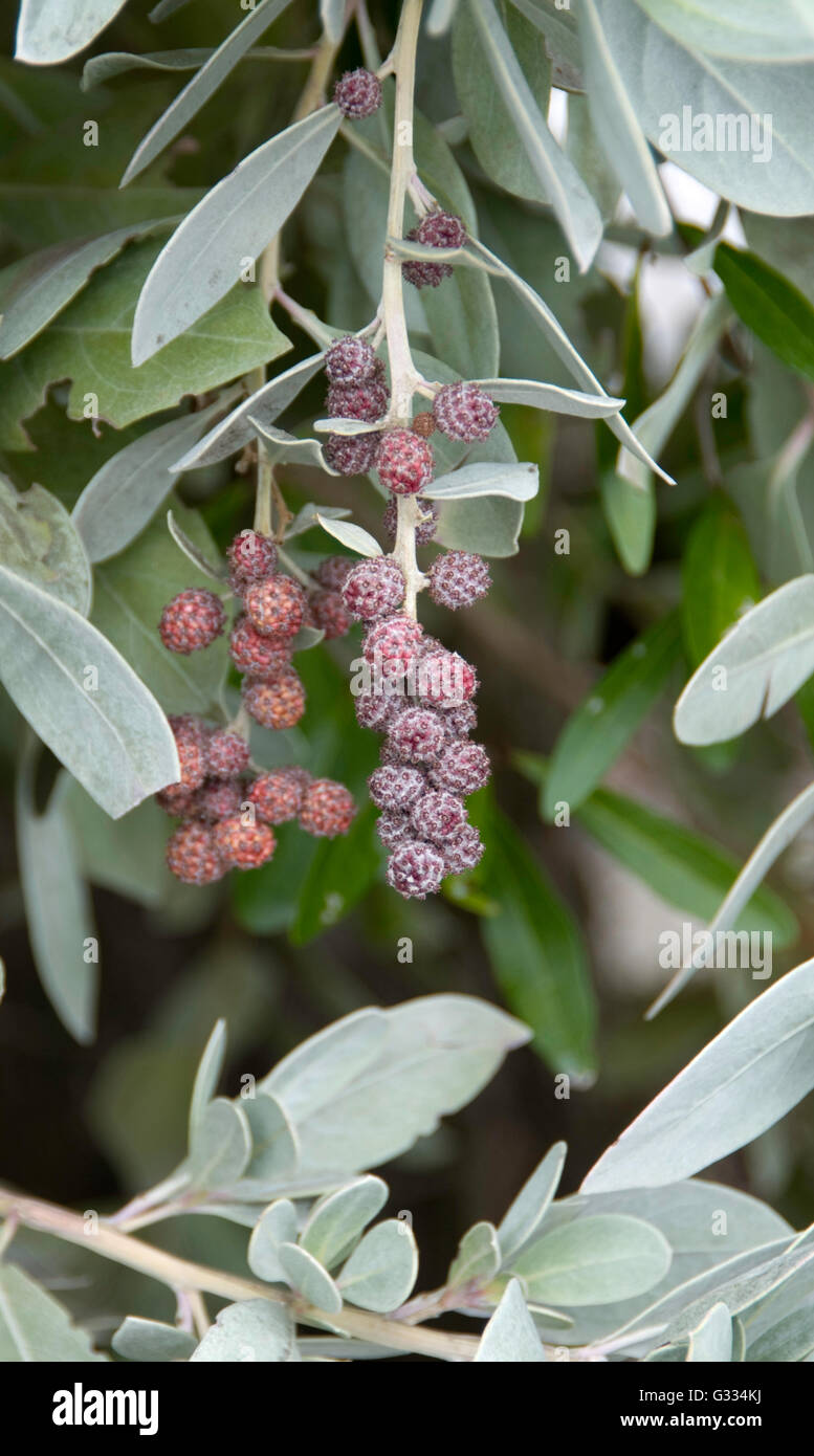 Conocarpus Erectus Sericeus, Silver Buttonwood Stock Photo - Alamy
