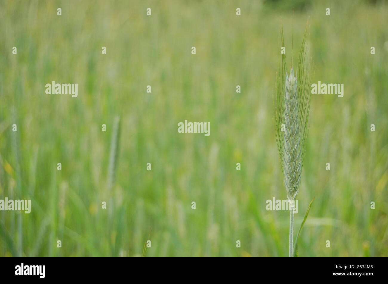 Unripe wheat triticum aestivum hi-res stock photography and images - Alamy