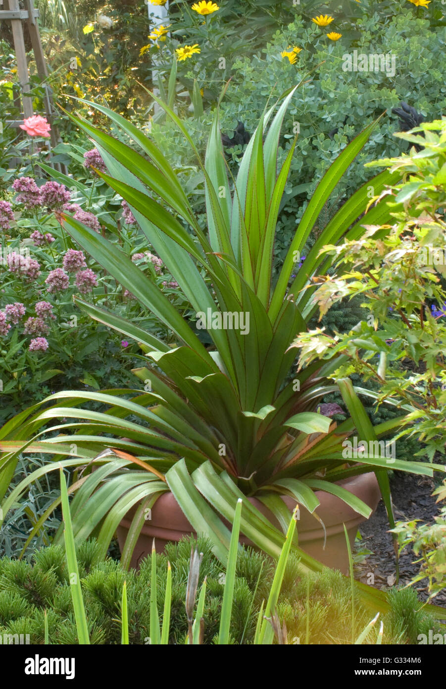 Pandanus utilis hi-res stock photography and images - Alamy