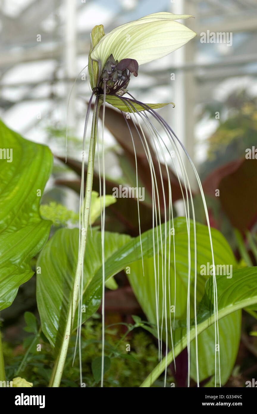 Tacca Integrifolia High Resolution Stock Photography and Images - Alamy