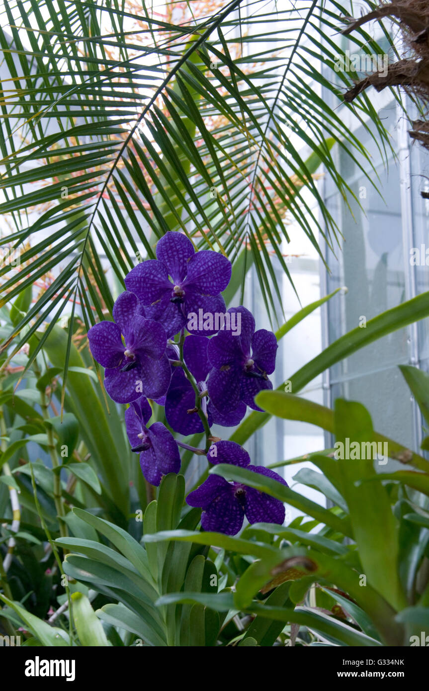 Vanda orchid houseplant hi-res stock photography and images - Alamy