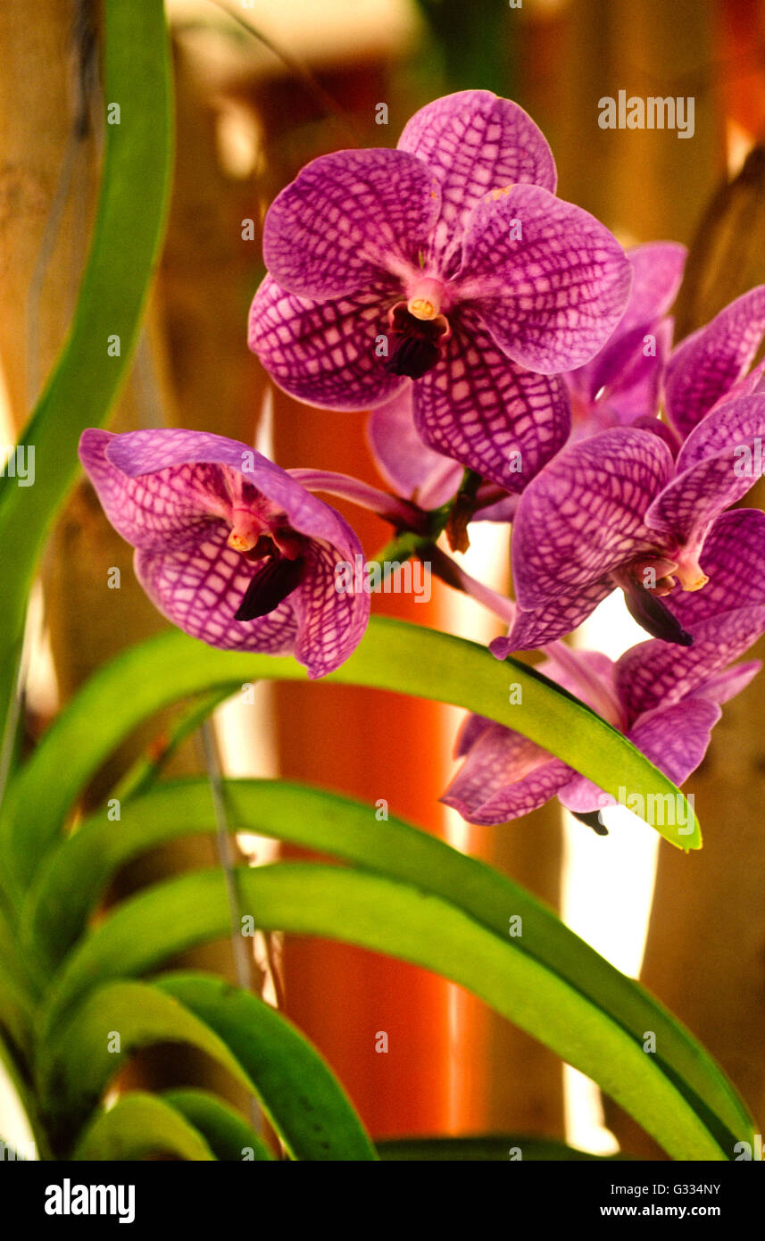 Rotschildiana hi-res stock photography and images - Alamy