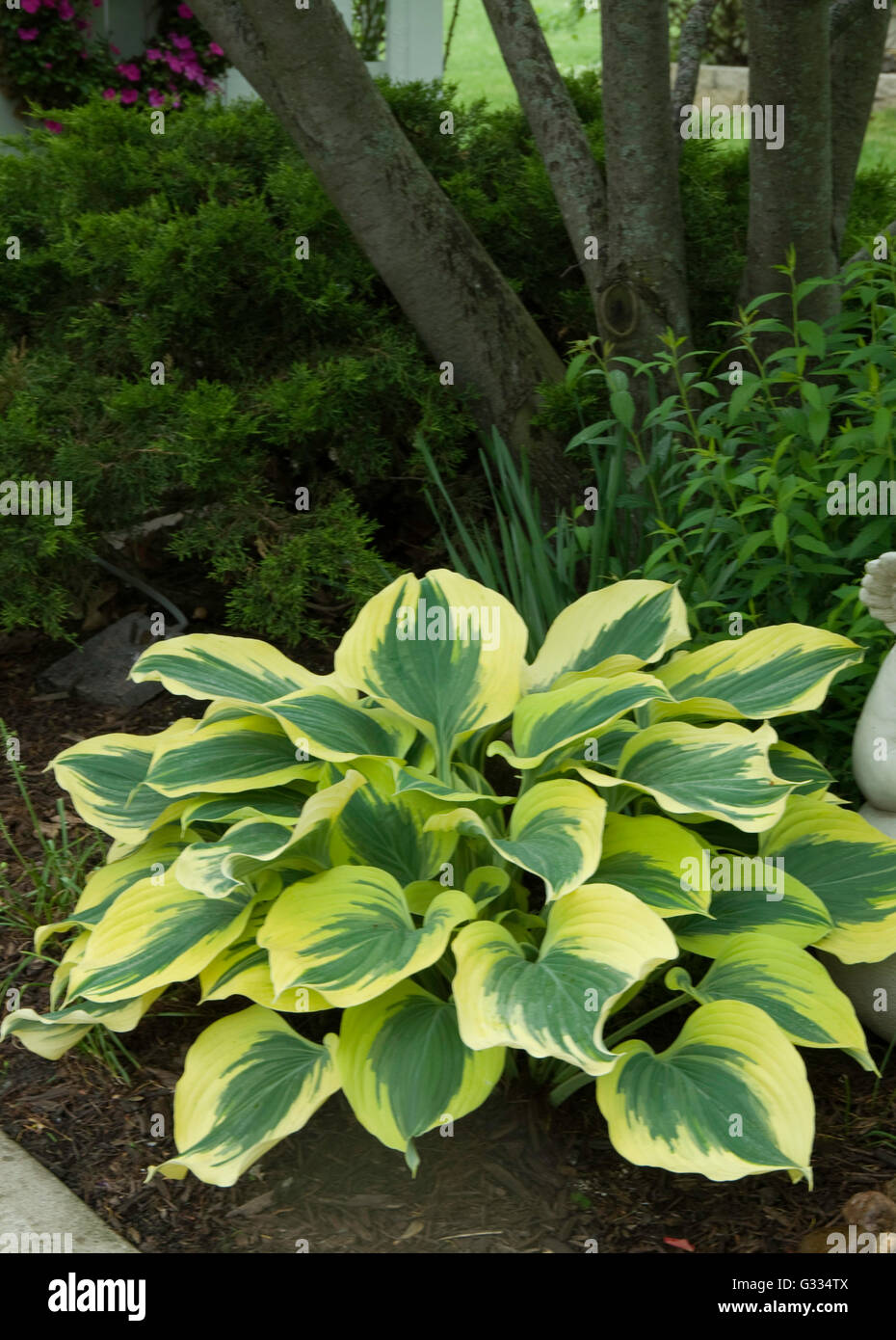 Hosta varieties hi-res stock photography and images - Alamy