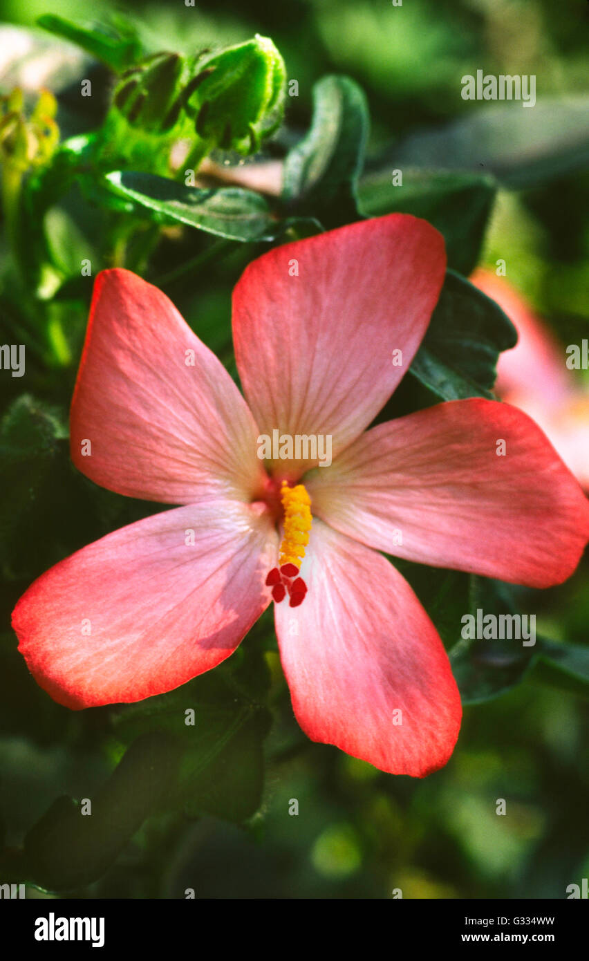 Abelmoschus moschatus, musk mallow Stock Photo - Alamy