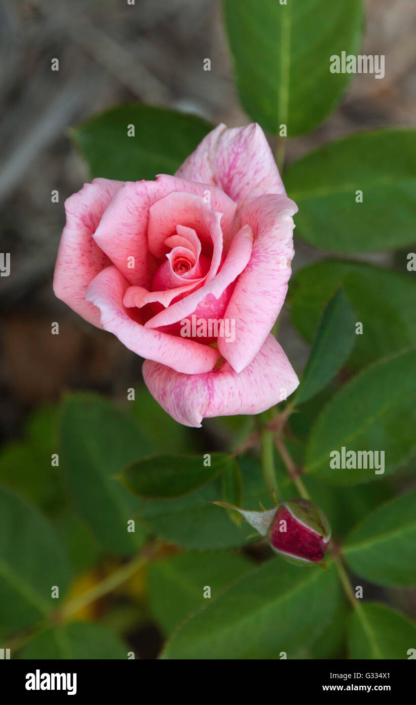 Rosa Freckles, Griffith Buck rose Stock Photo - Alamy
