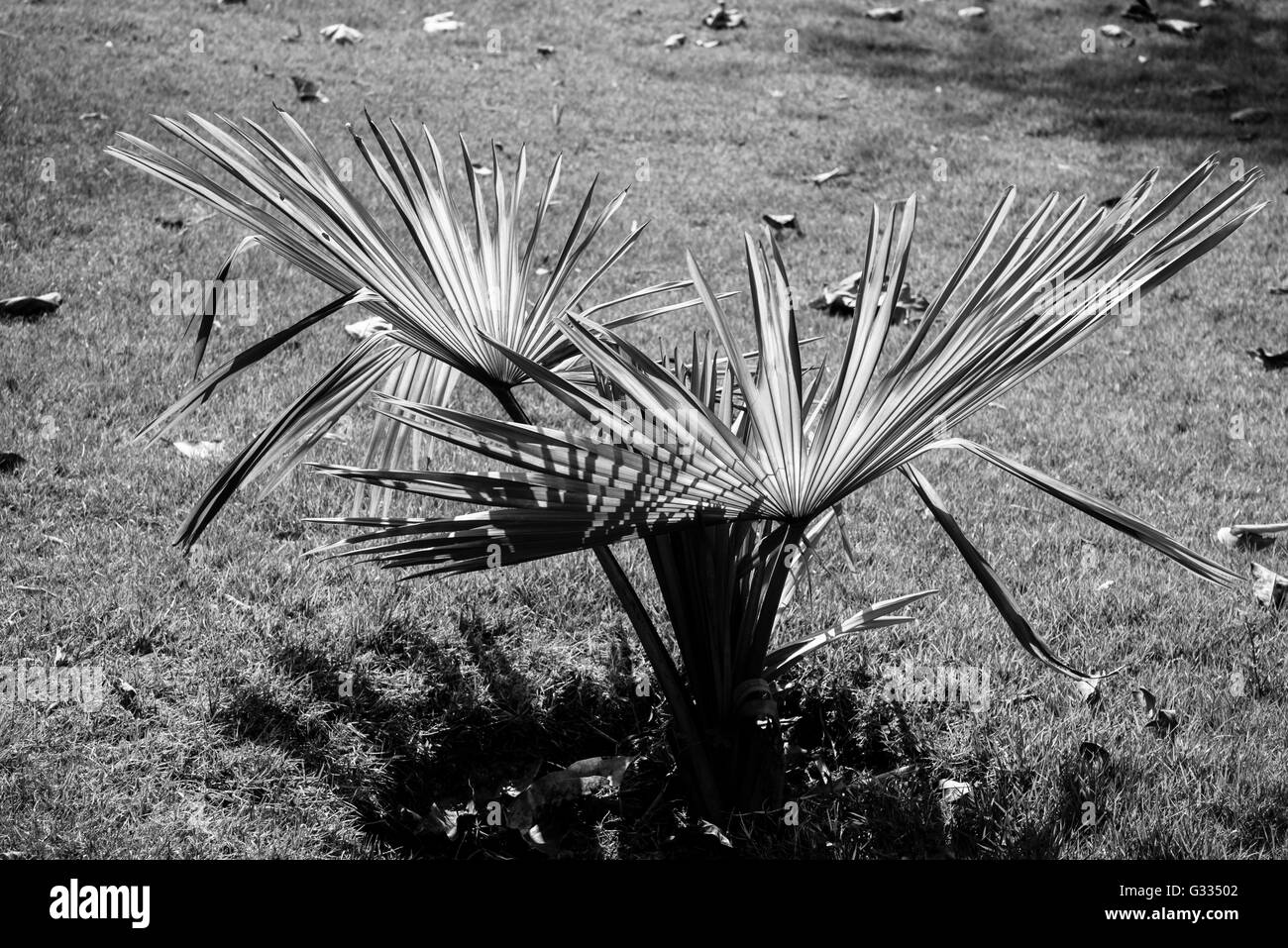 Leaf leaves palm tree Black and White Stock Photos & Images - Alamy