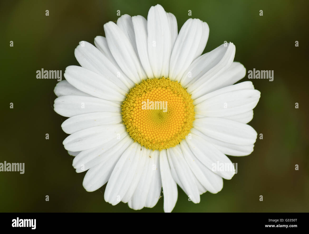 Daisy flower spring hi-res stock photography and images - Alamy