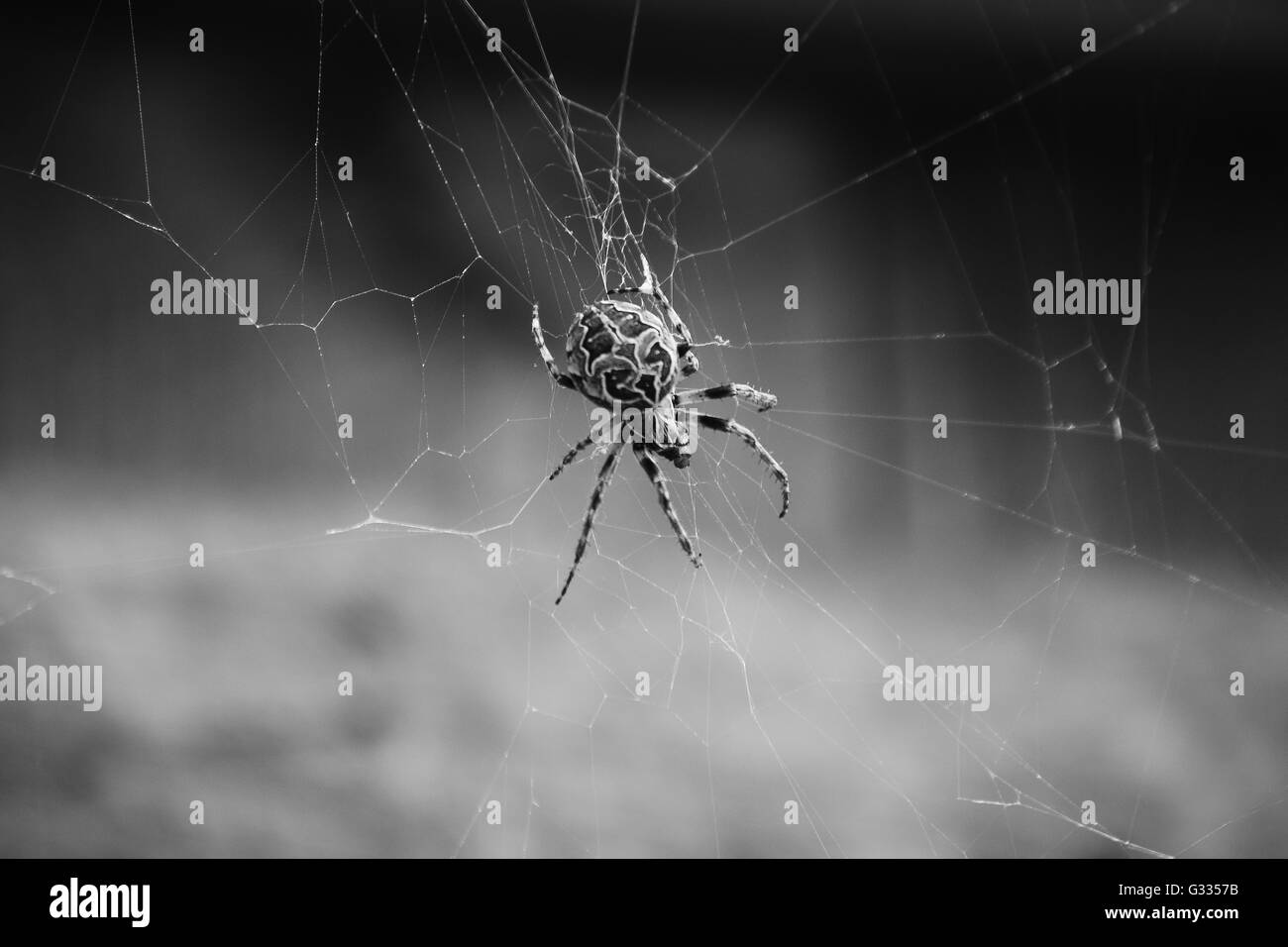 A spider spinning his web Stock Photo - Alamy